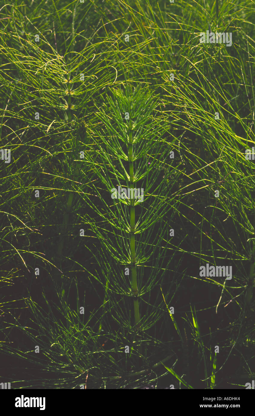 Sphenophyta Horsetails Diagram
