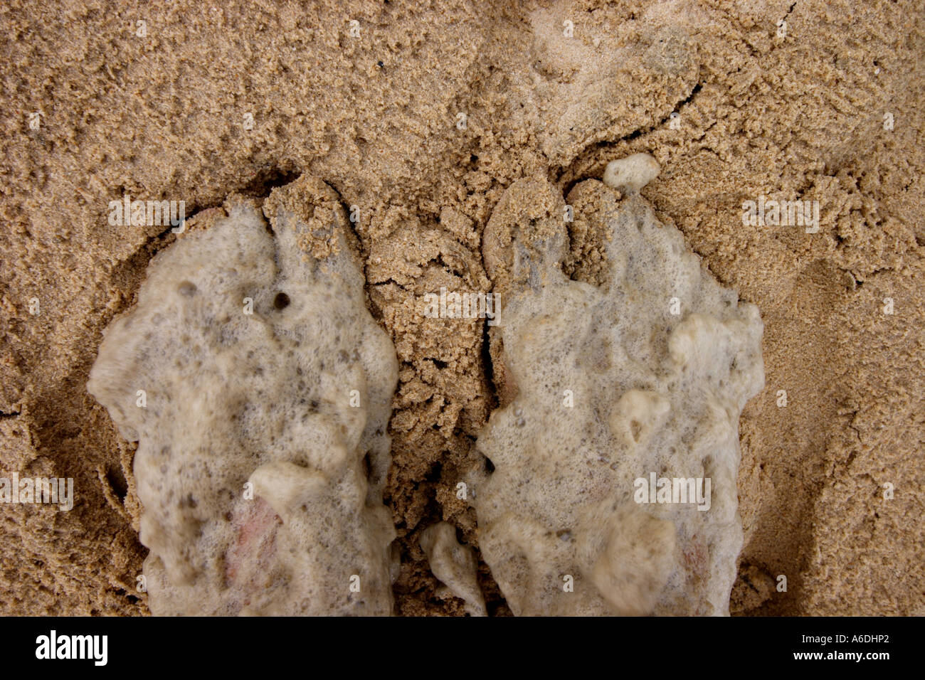 FEET COVERED IN OILY FOAM WASHED UP ON A BEACH HORIZONTAL BAPDB6086 ...