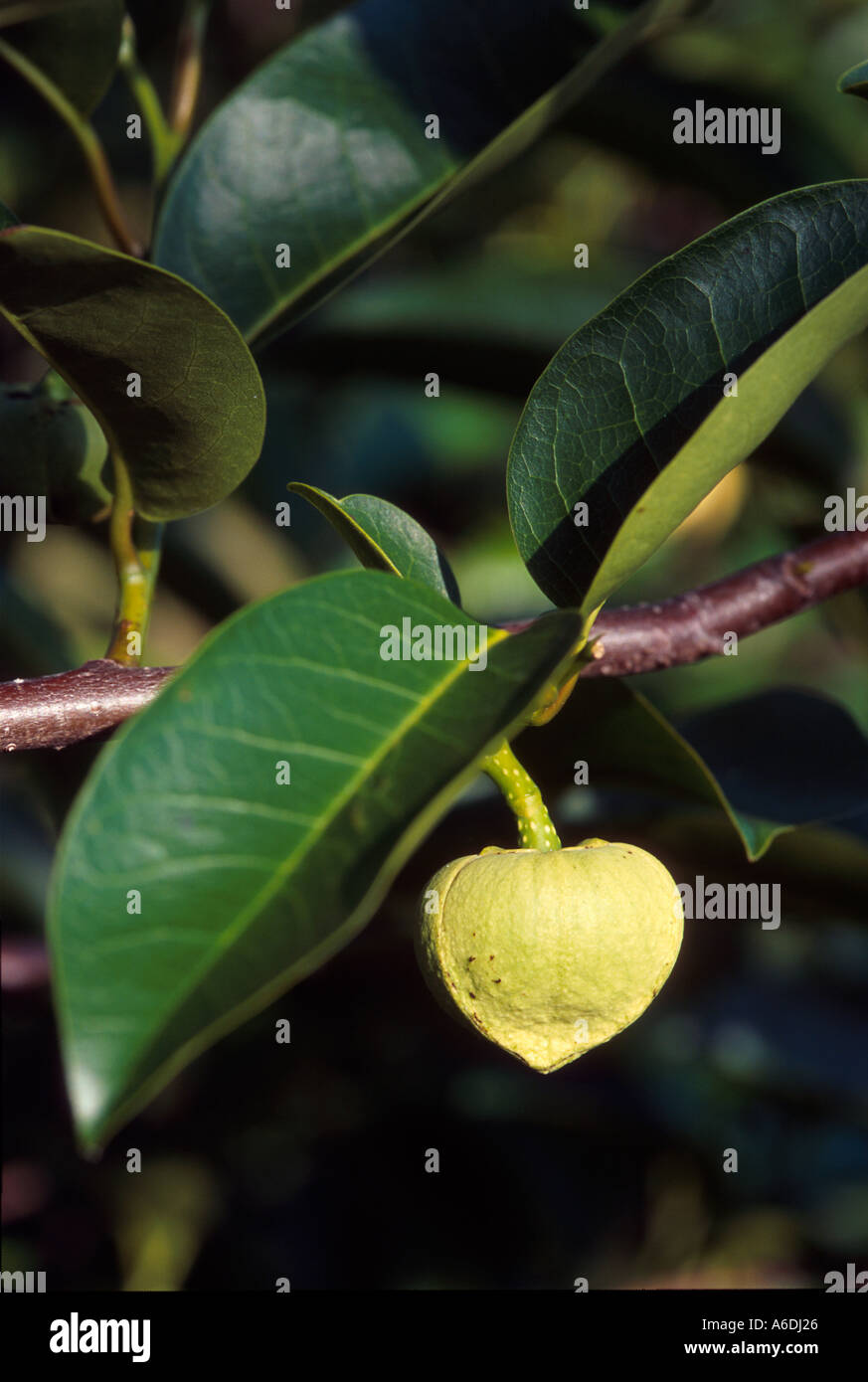 pond apple Annona glabra trees fruit leaf leaves Stock Photo - Alamy