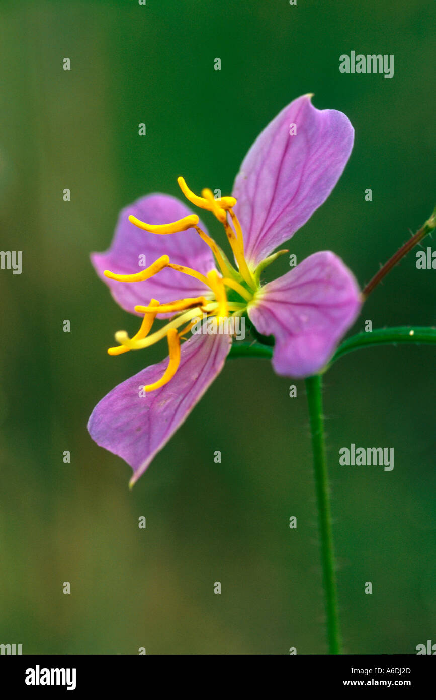 Rhexia mariana hi-res stock photography and images - Alamy