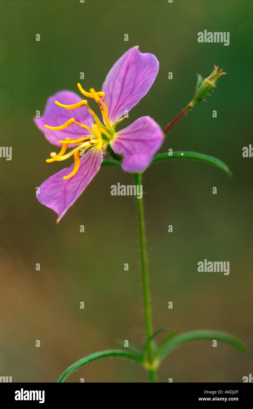 pale meadow beauty Rhexia mariana flowers Stock Photo - Alamy