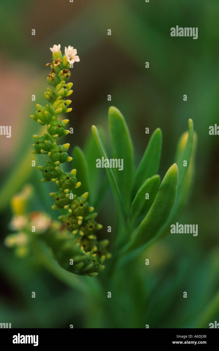 Seaside Heliotrope High Resolution Stock Photography and Images - Alamy