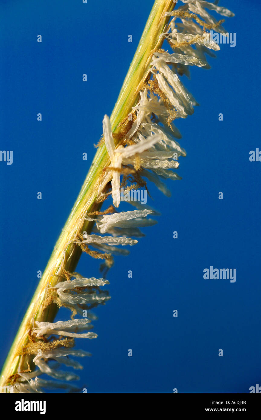saltmarsh cordgrass Spartina alterniflora Martin County Saint Lucie ...