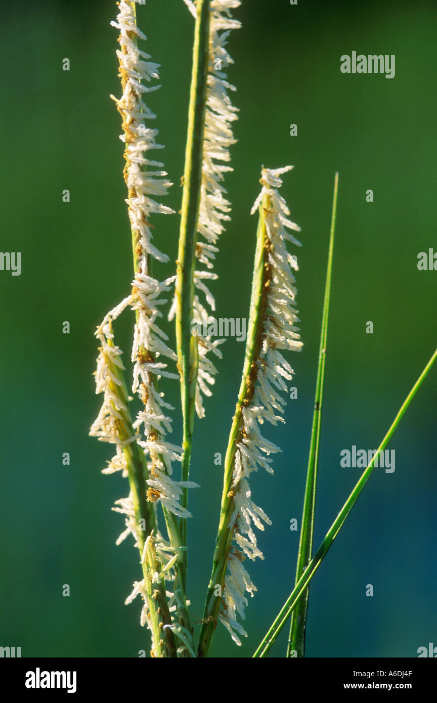 saltmarsh cordgrass Spartina alterniflora Martin County Saint Lucie ...