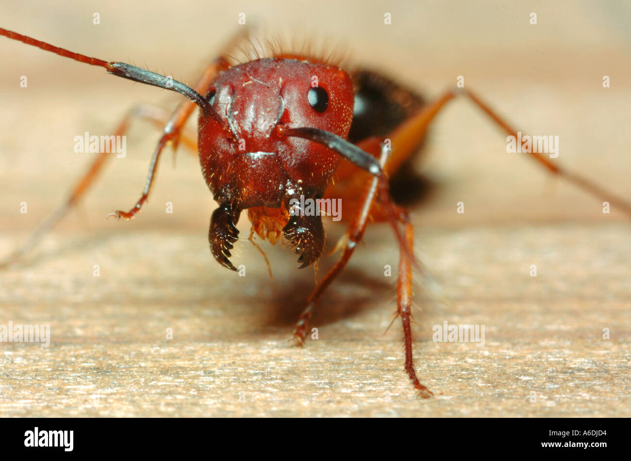 Camponotus spp hi-res stock photography and images - Alamy