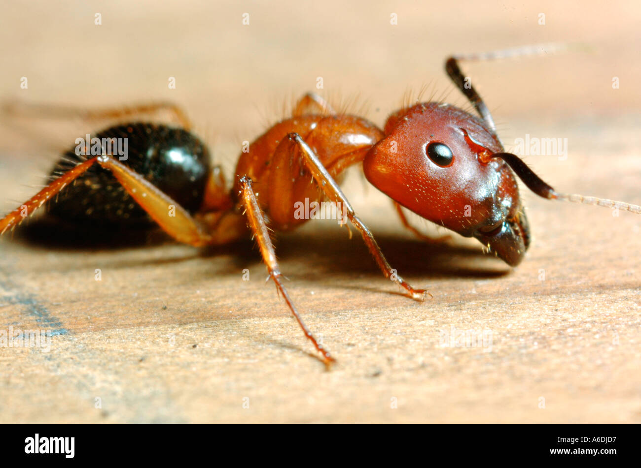 carpenter ant Camponotus spp insects bugs Stock Photo - Alamy