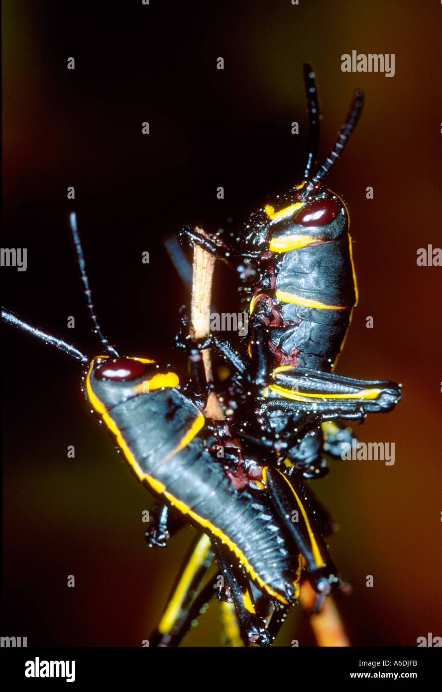 Southeastern Lubber Grasshopper Romalea microptera immature insect bug ...