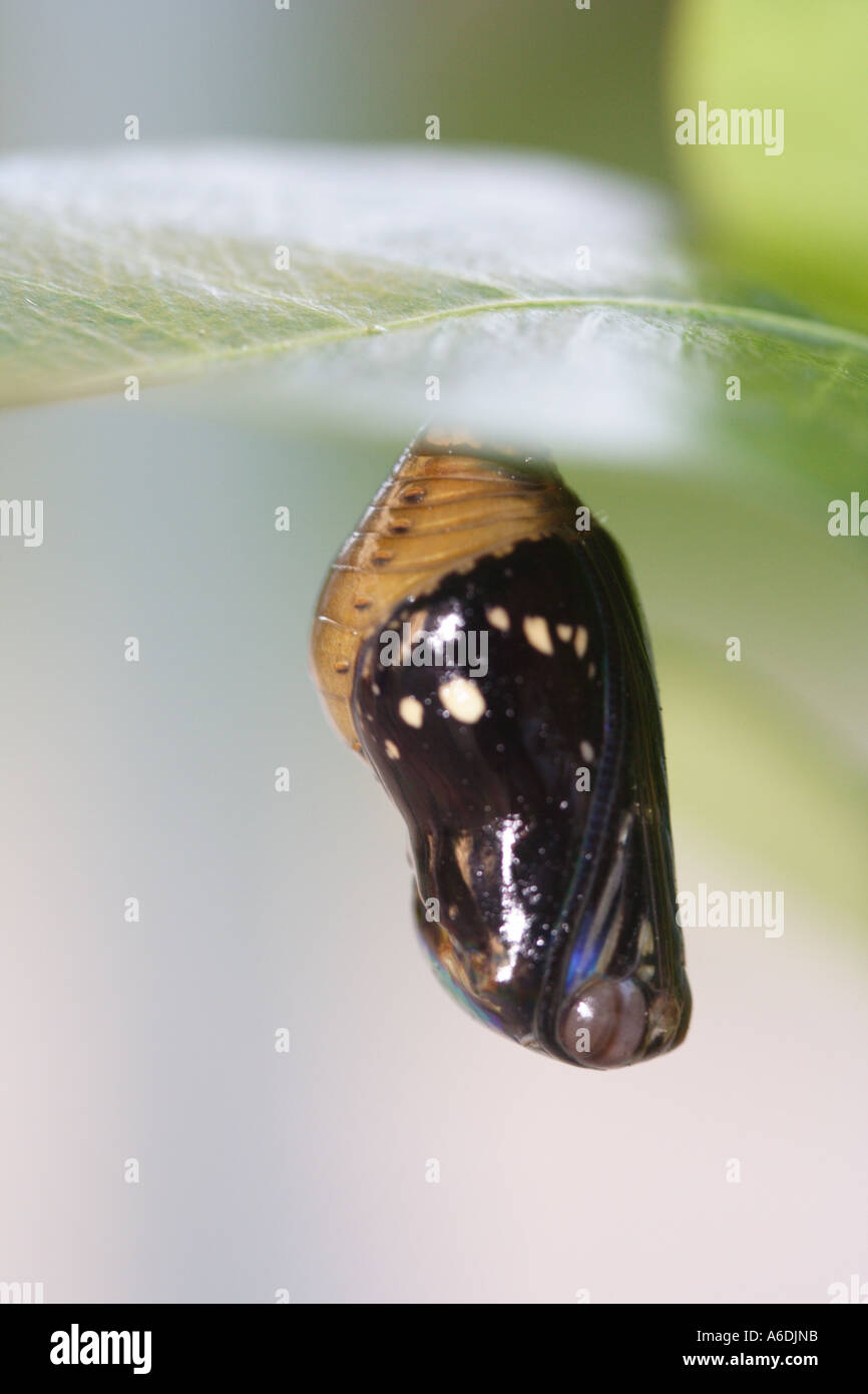 Australian butterfly pupa hi-res stock photography and images - Alamy