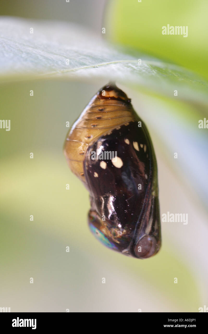 CLOSE UP OF A COCOON OF A BUTTERFLY BAPDa5912 Stock Photo - Alamy