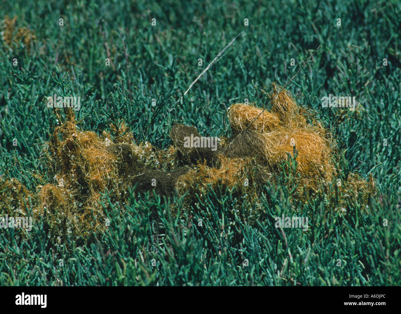 orange colored salt marsh dodder Stock Photo - Alamy