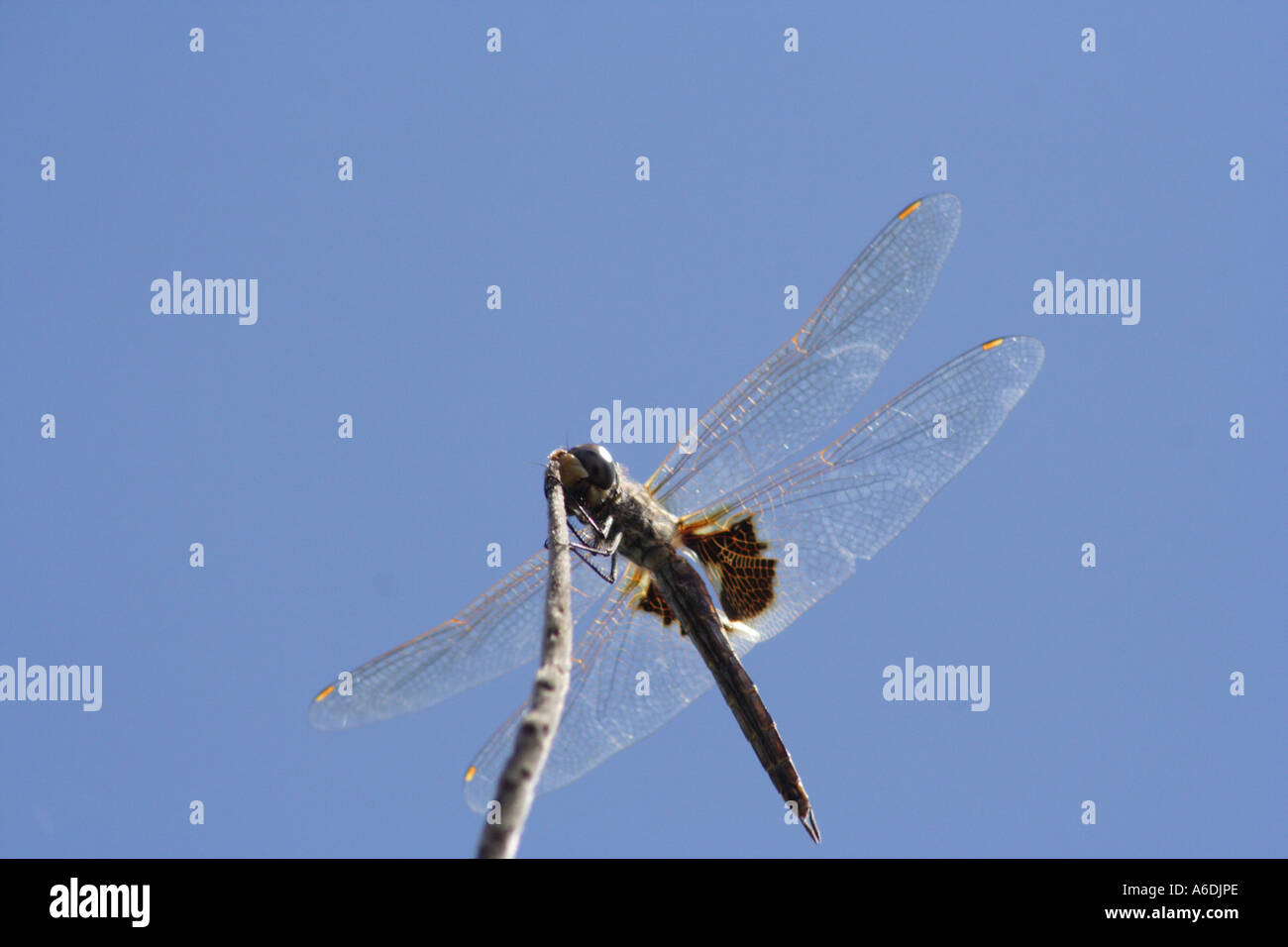 Dragonfly underneath hi-res stock photography and images - Alamy