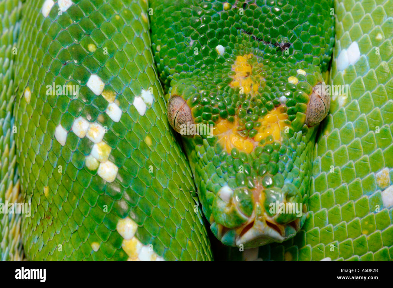 green tree python Morelia viridis adult snakes reptiles Stock Photo - Alamy