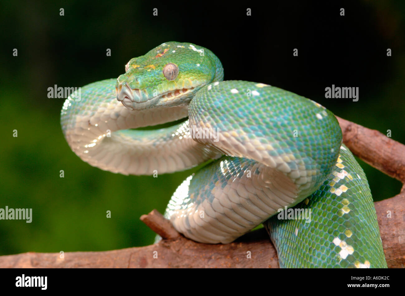 green tree python Morelia viridis adult snakes reptiles Stock Photo - Alamy