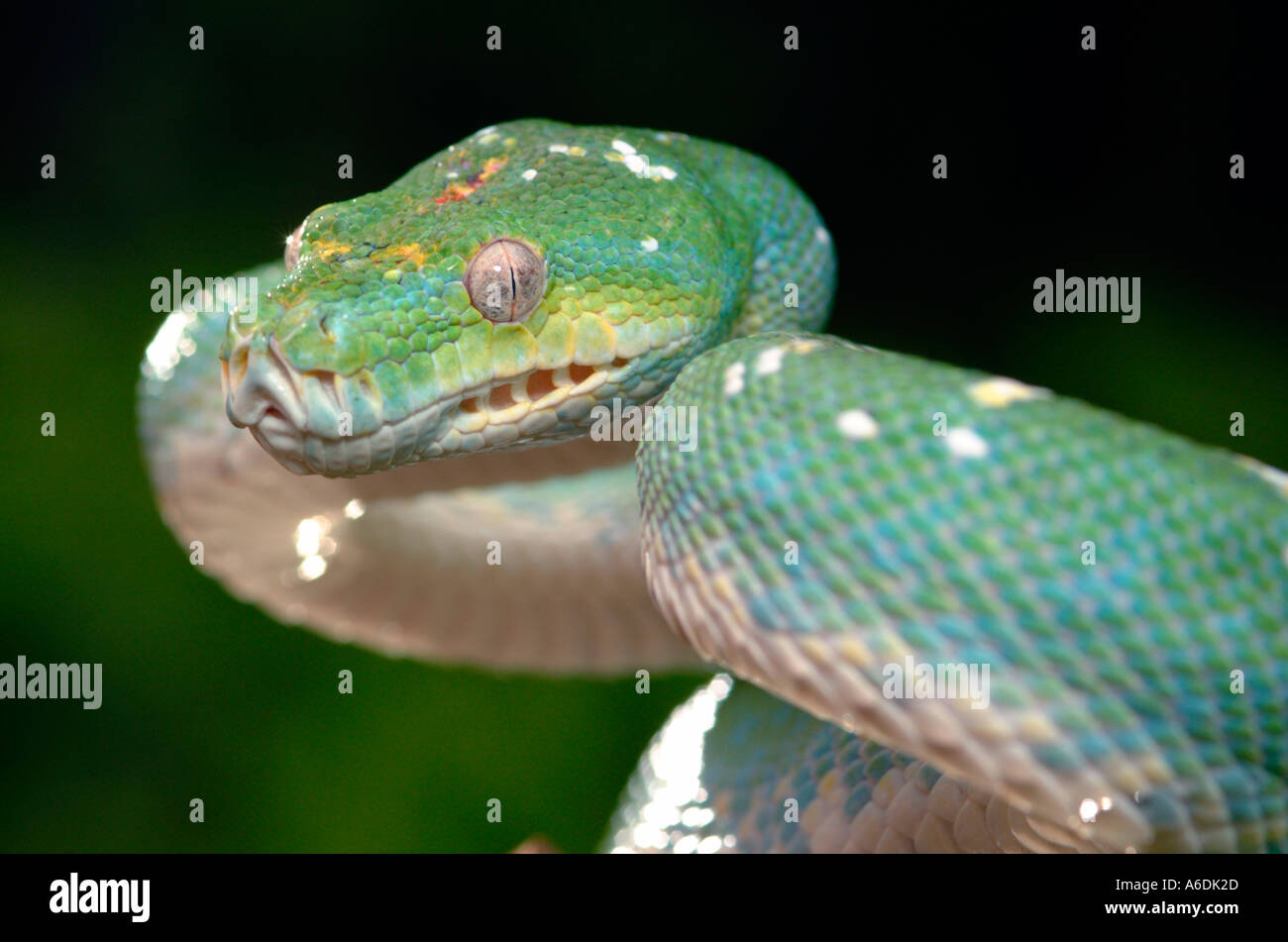 green tree python Morelia viridis adult snakes reptiles Stock Photo - Alamy