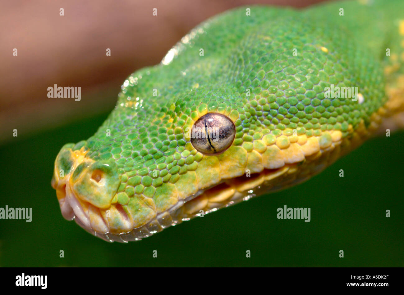 green tree python Morelia viridis adult snakes reptiles Stock Photo - Alamy