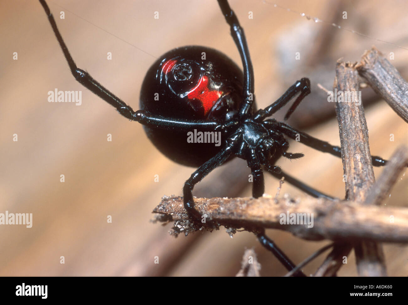 Black widow spider Latrodectus mactans scary poisonous bug insect Stock ...