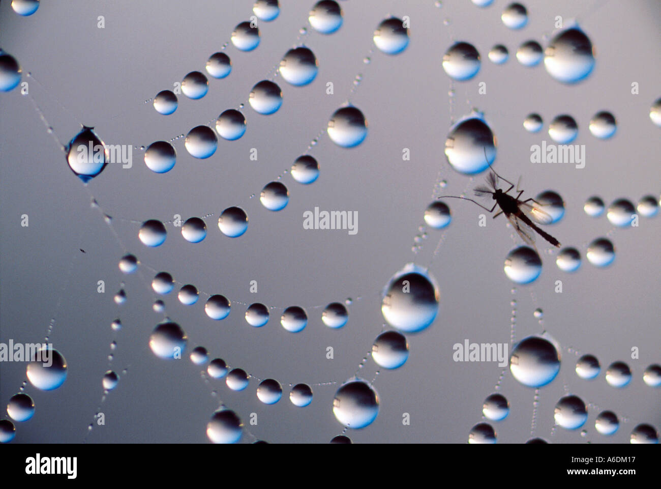 A mosquito takes water from small droplets of water on a spider web ...