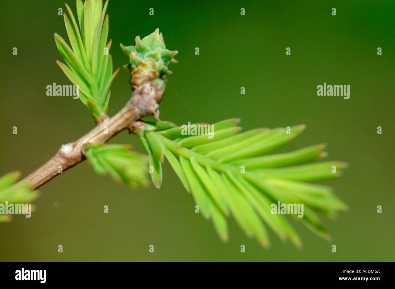 New bald cypress tree needle and cone growth Taxodium distichum Stock ...