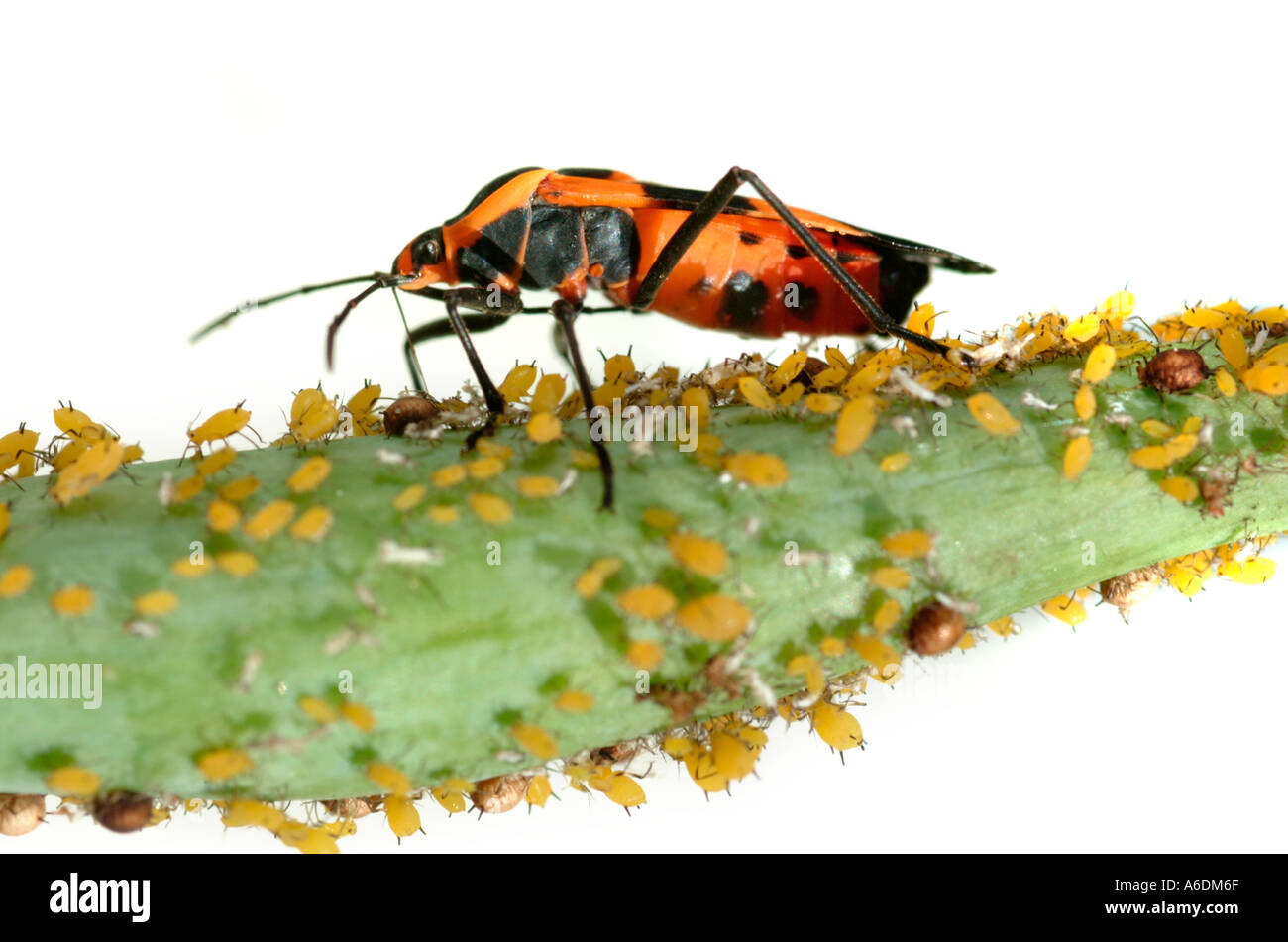 milkweed seed bug Family Lygaeidae and oleander aphids Family Aphididae ...