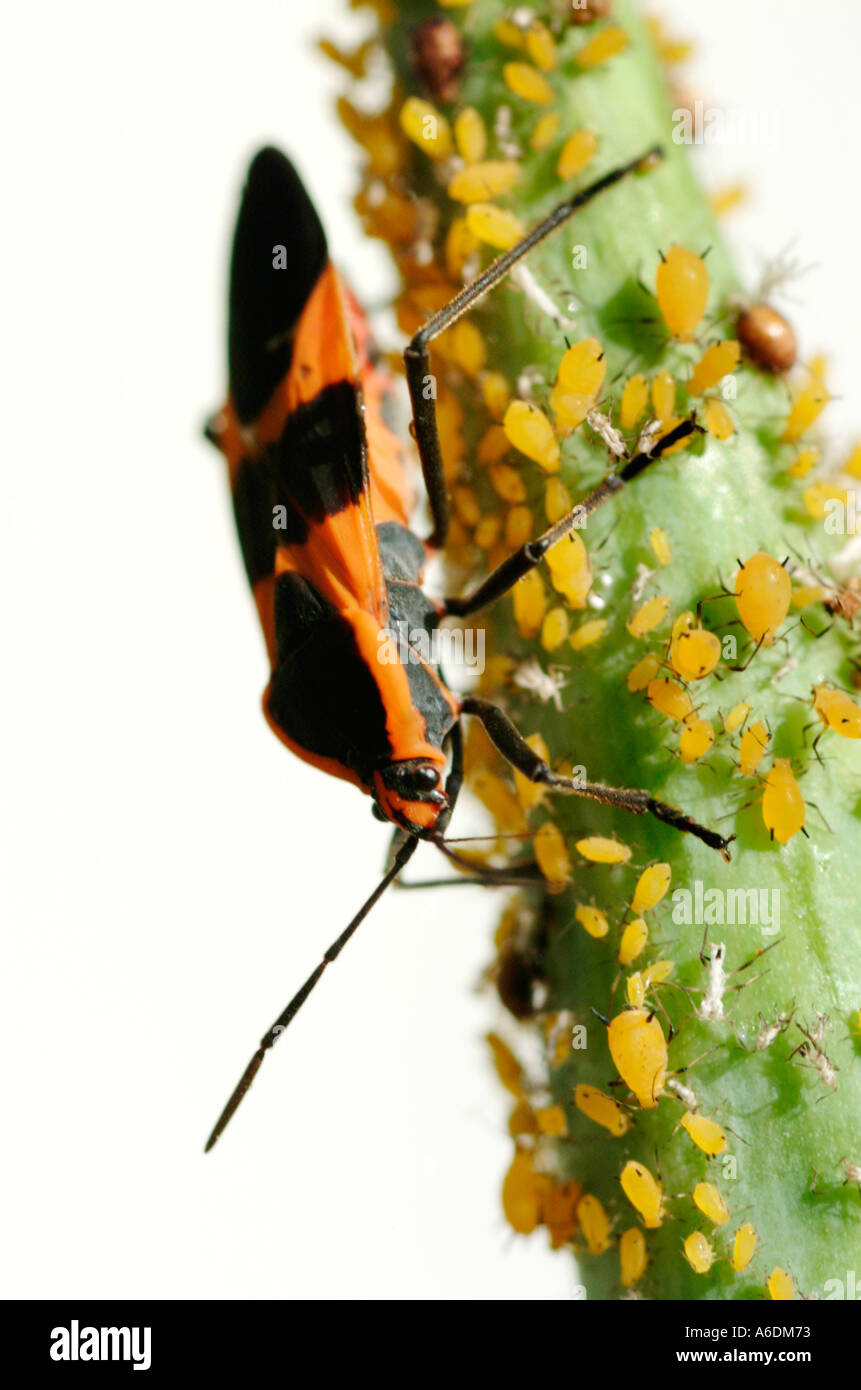 milkweed seed bug Family Lygaeidae and oleander aphids Family Aphididae ...