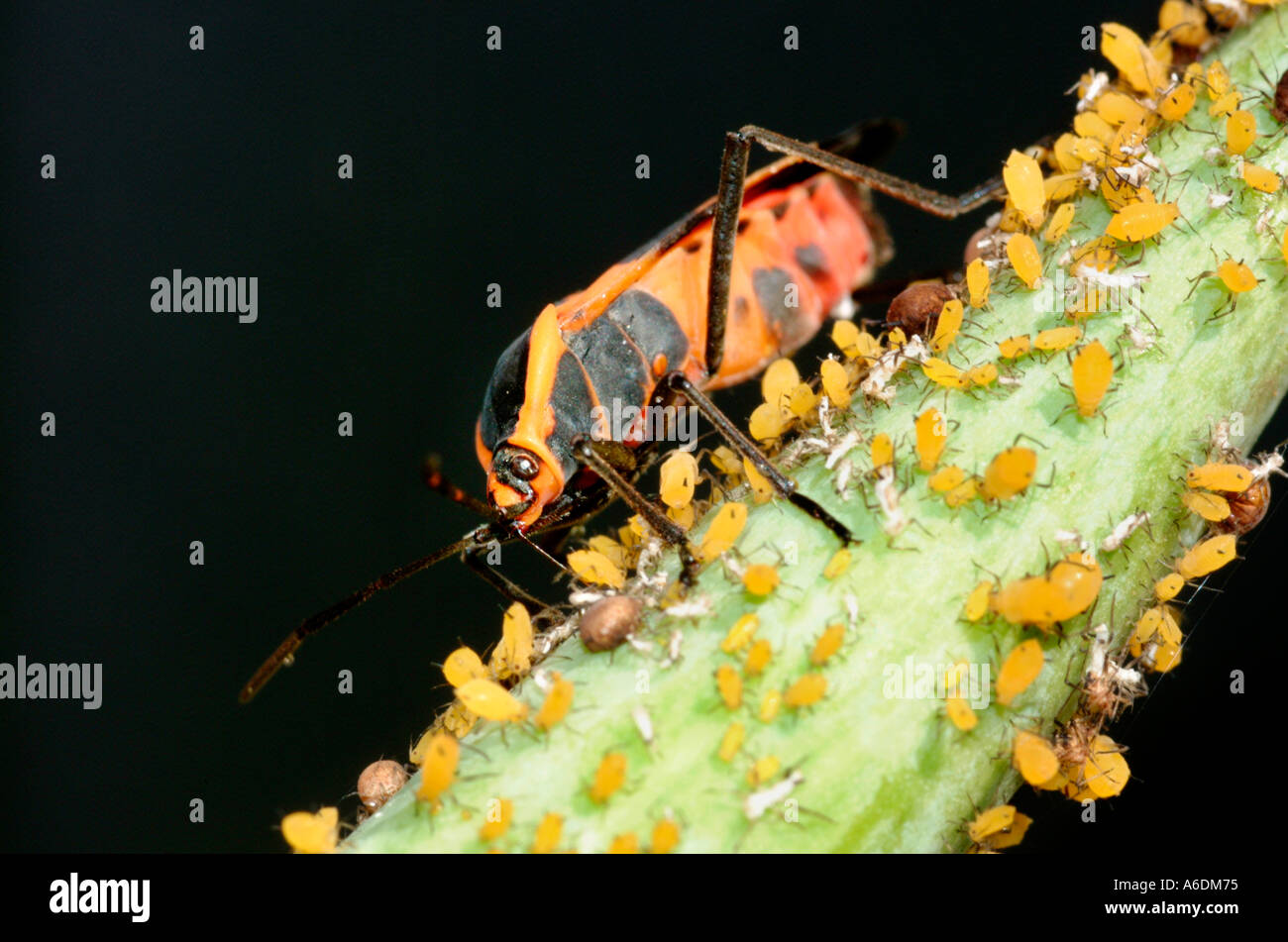 milkweed seed bug Family Lygaeidae and oleander aphids Family Aphididae ...