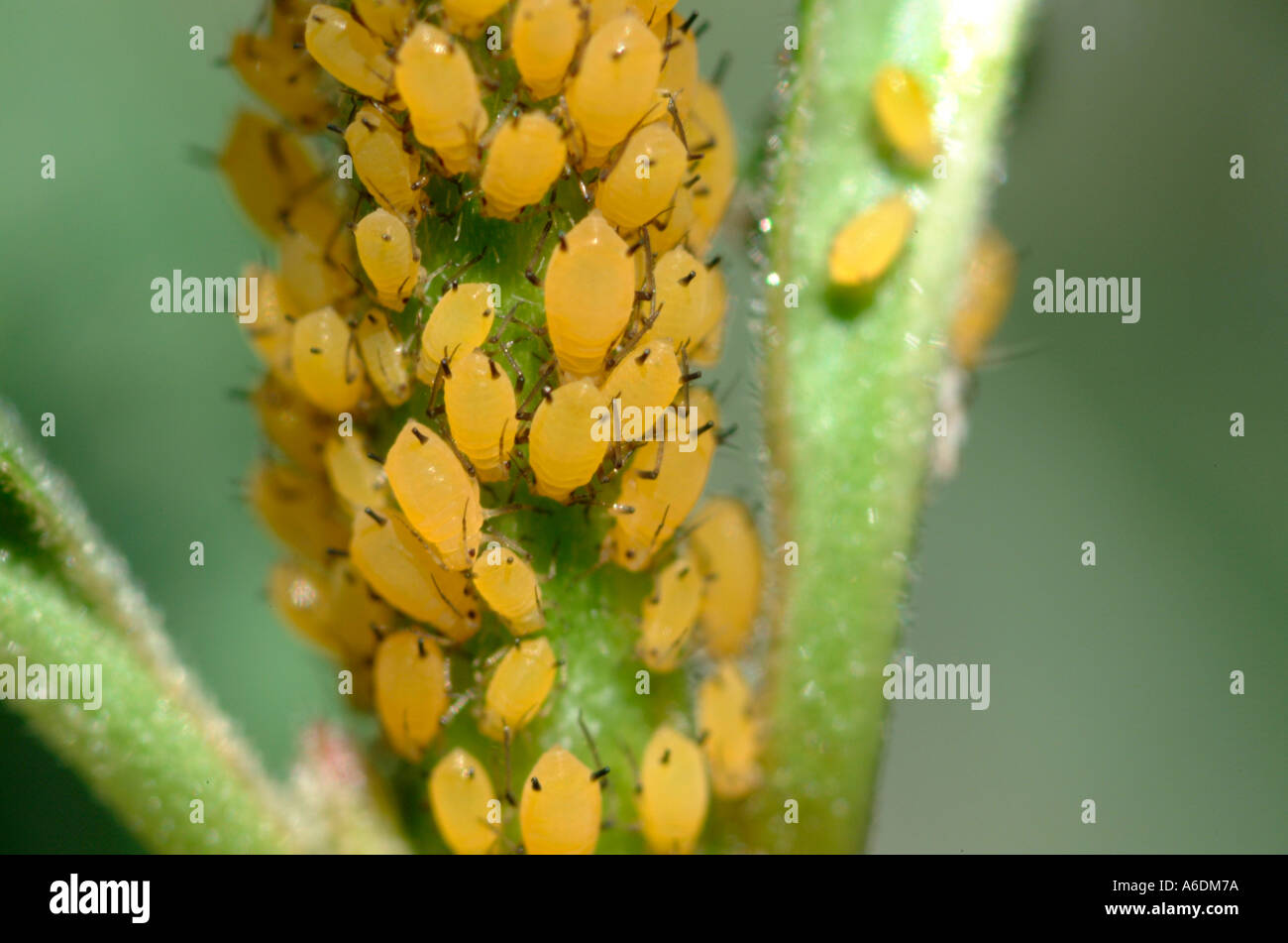 oleander aphids Family Aphididae Garden pests Stock Photo - Alamy