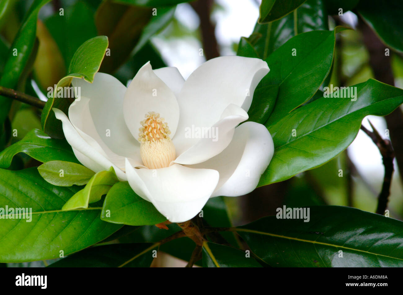 Southern magnolia Magnolia grandiflora tree flower Stock Photo - Alamy