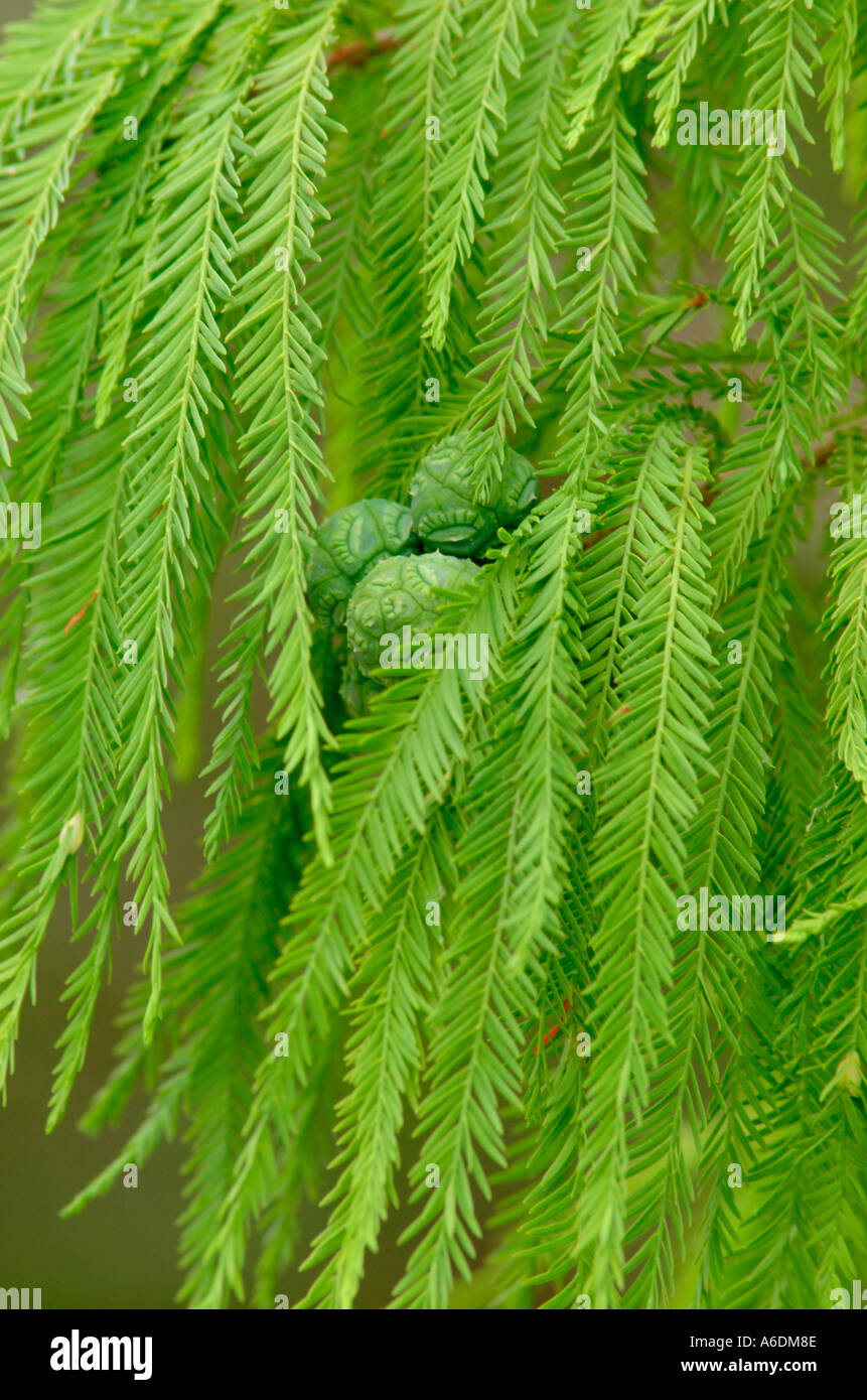 bald cypress Taxodium distichum needles and cones Stock Photo - Alamy