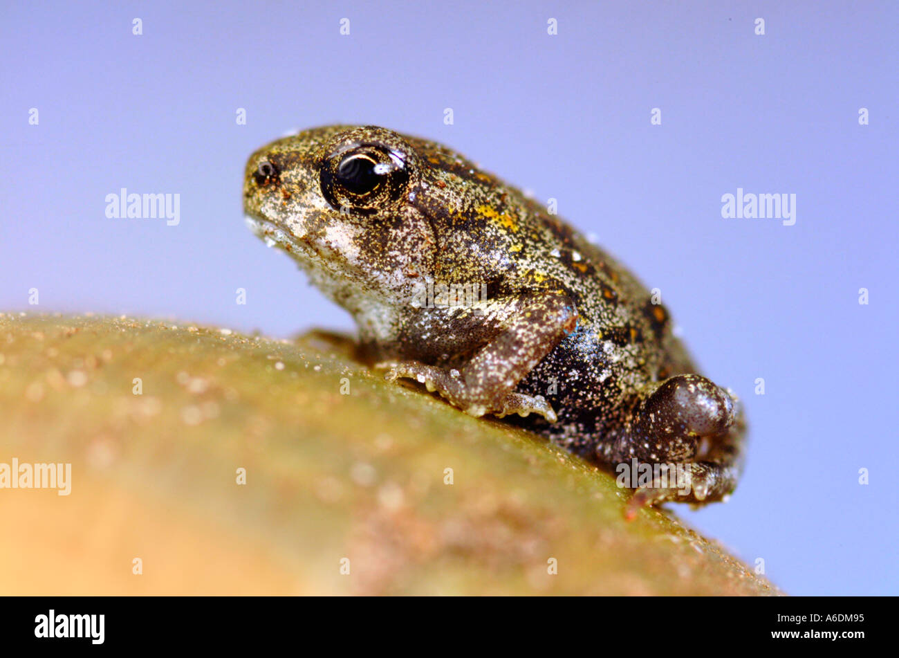 Spade foot toad hi-res stock photography and images - Alamy