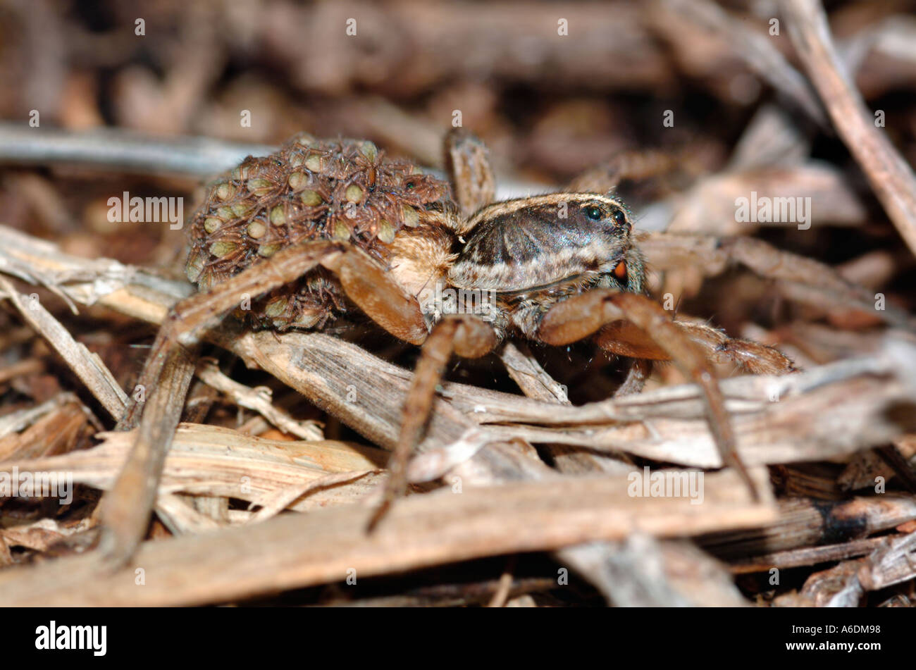 Carolina wolf spider Lycosa carolinensis with spiderlings on back Stock ...