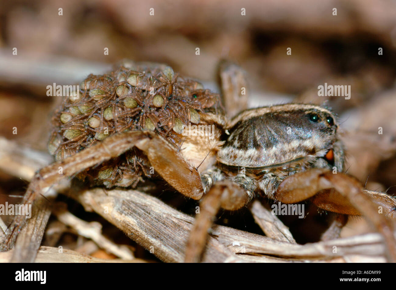 Carolina wolf spider Lycosa carolinensis with spiderlings on back Stock ...