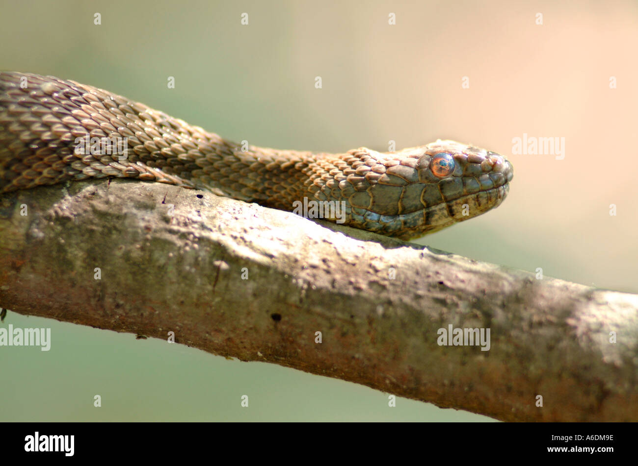 Brown water snake nerodia taxispilota hi-res stock photography and ...