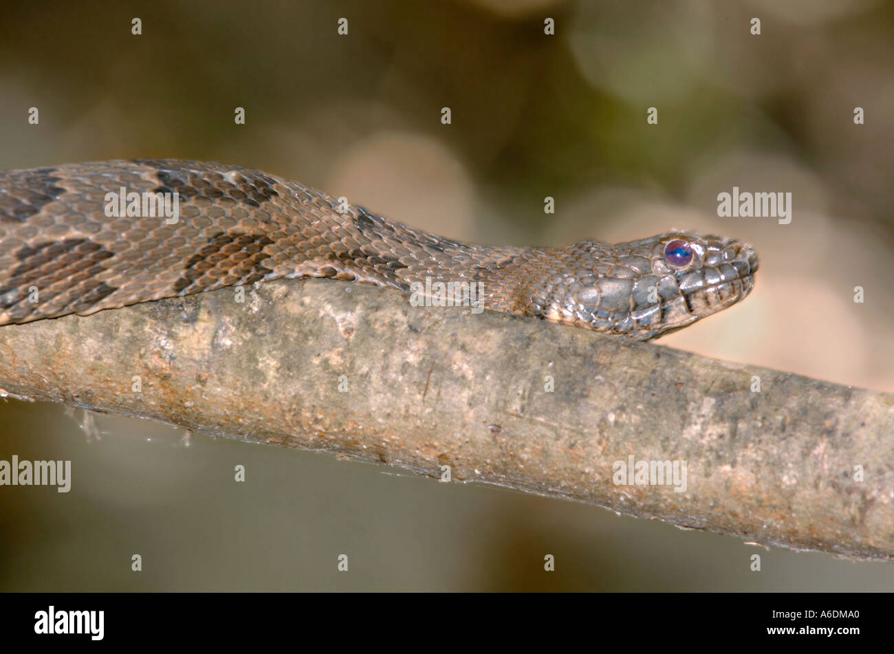 brown water snake Nerodia taxispilota Stock Photo - Alamy