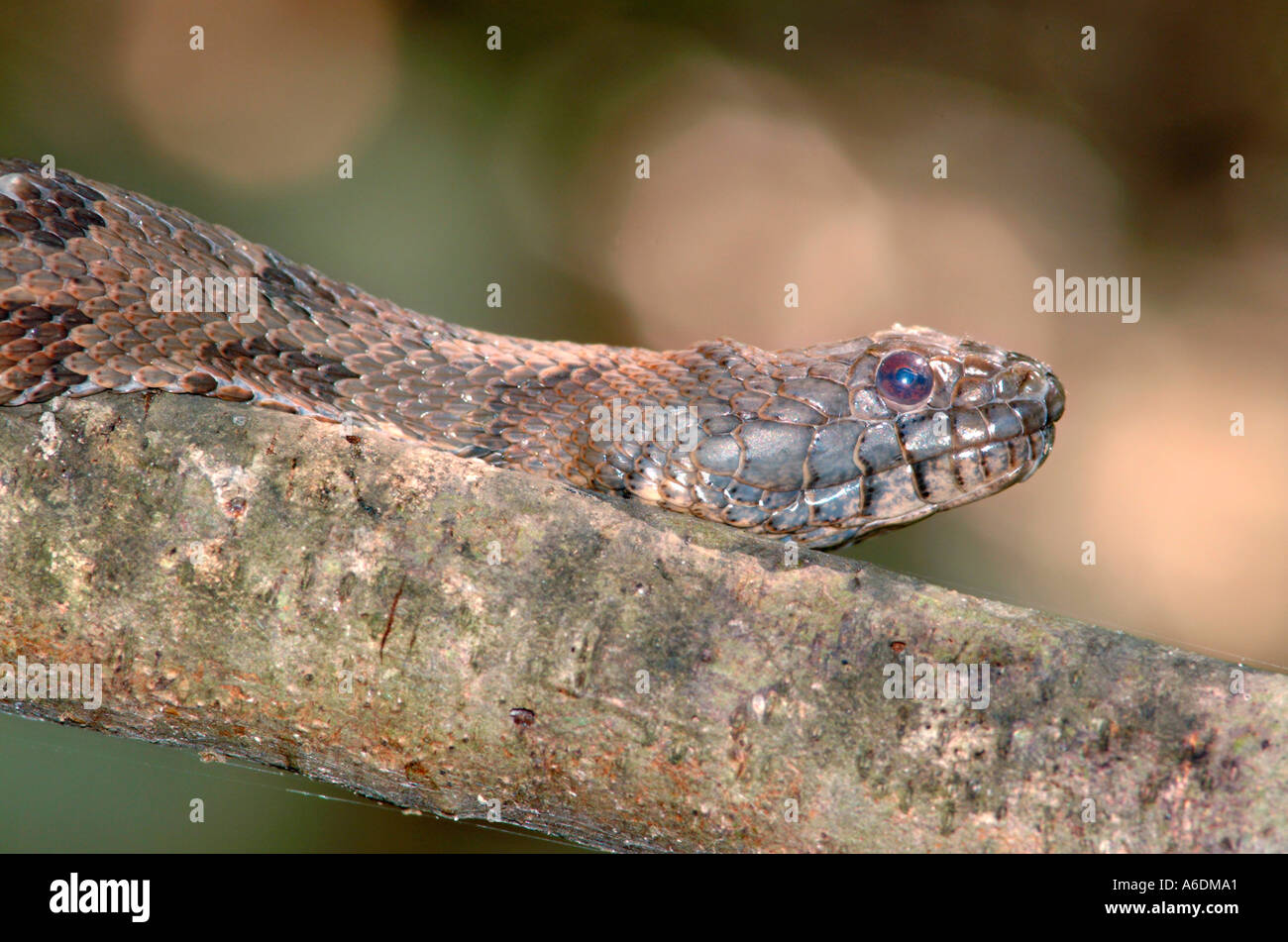 brown water snake Nerodia taxispilota Stock Photo - Alamy
