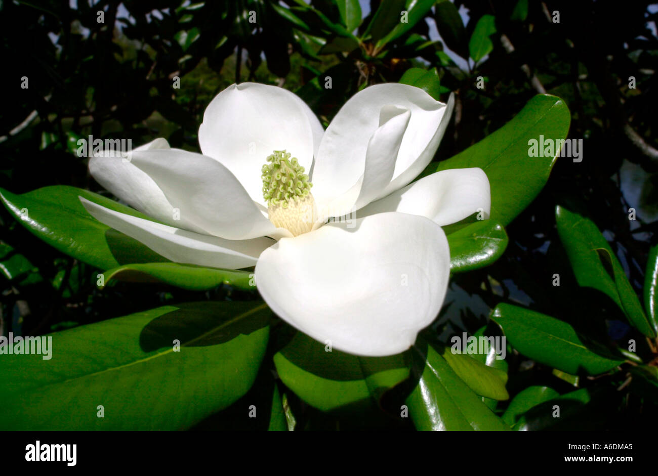 Southern magnolia Magnolia grandiflora Stock Photo - Alamy
