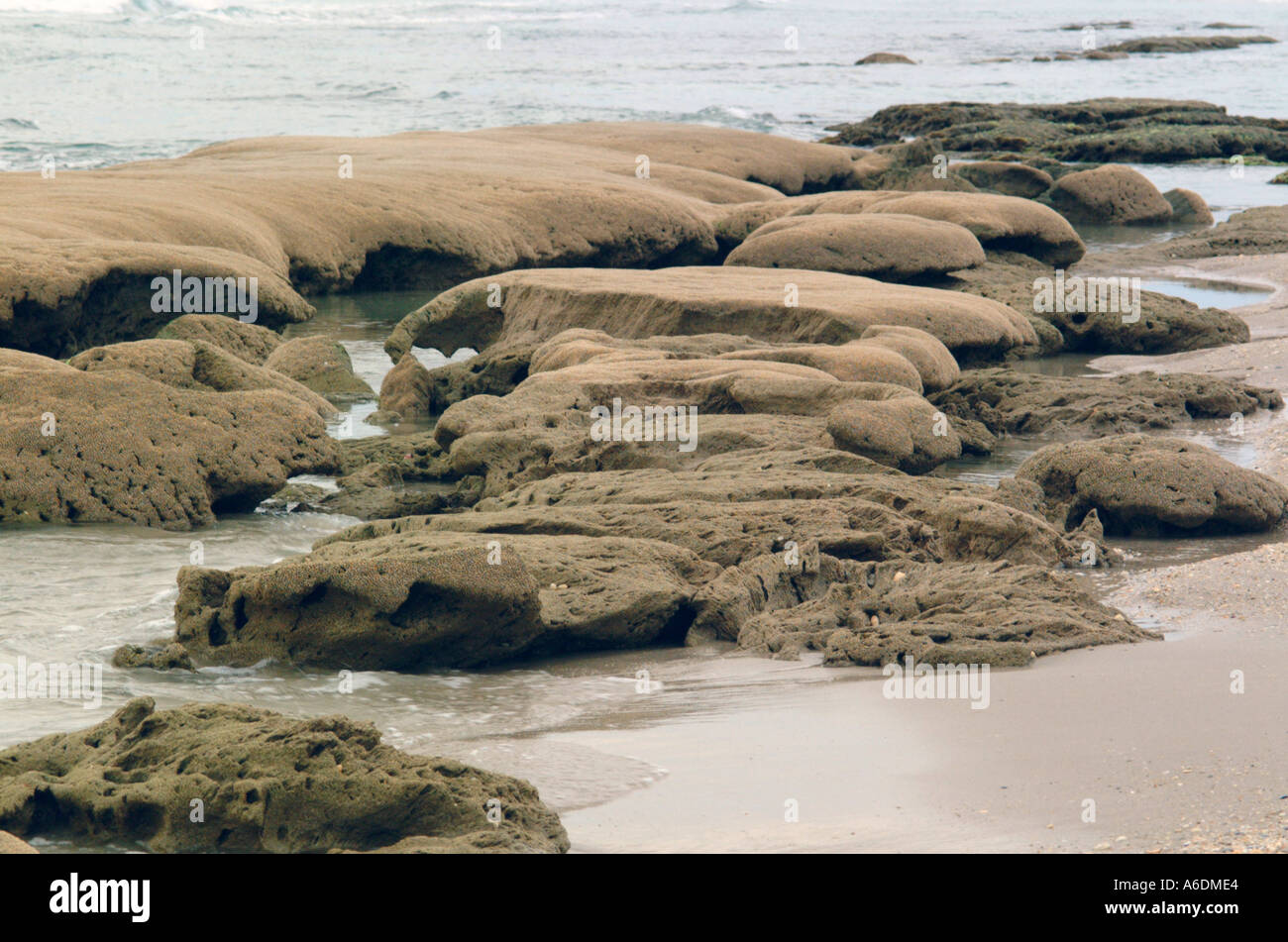 Wormrock reef Hutchinson Island Walton Rocks Beach Saint Lucie County ...
