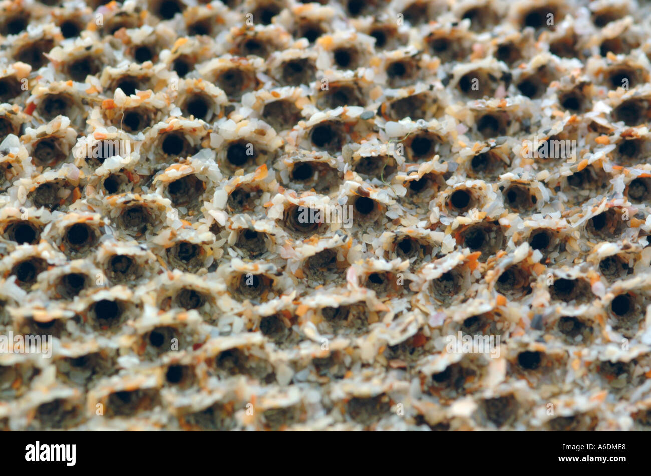 wormrock reef worms Stock Photo - Alamy