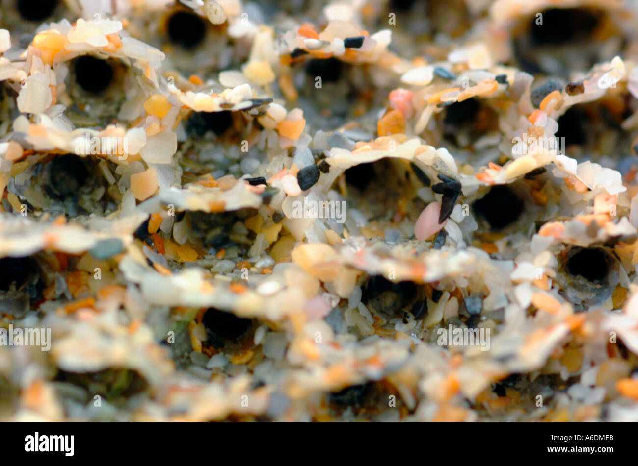 wormrock reef worms Stock Photo - Alamy