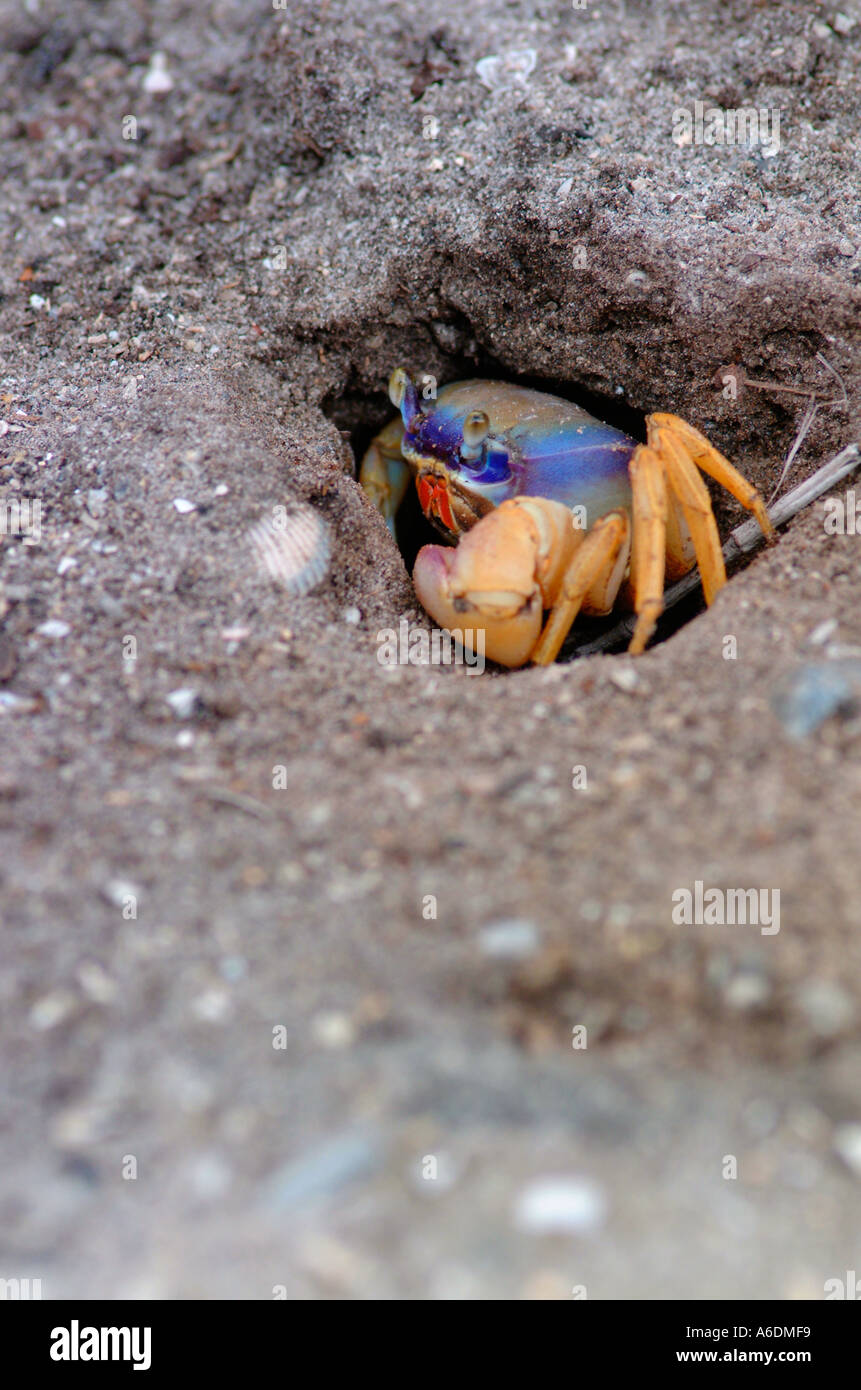 Great land crab Cardisoma guanhumi crustacean class crabs exoskeleton ...