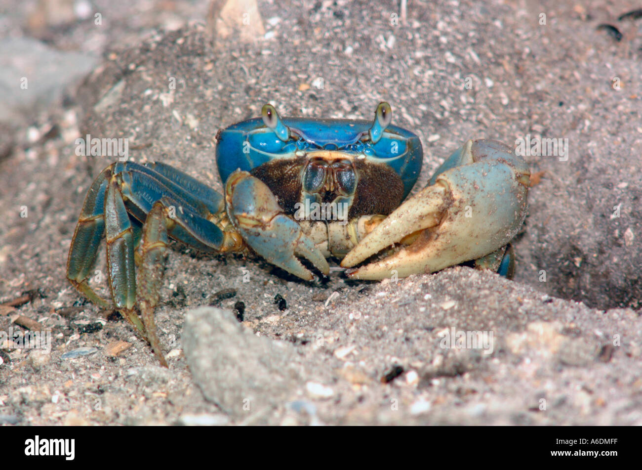 Great land crab Cardisoma guanhumi crustacean class crabs exoskeleton ...