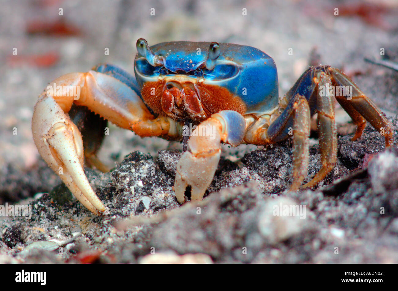 Great land crab Cardisoma guanhumi crustacean class crabs exoskeleton ...