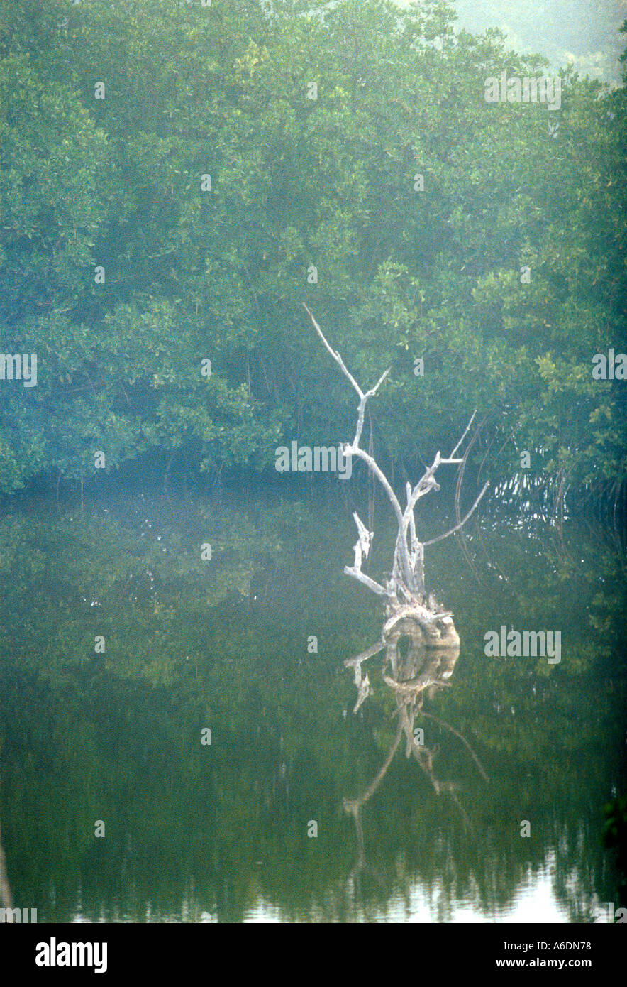 red mangroves in morning fog on the Indian River Lagoon at the Oslo ...