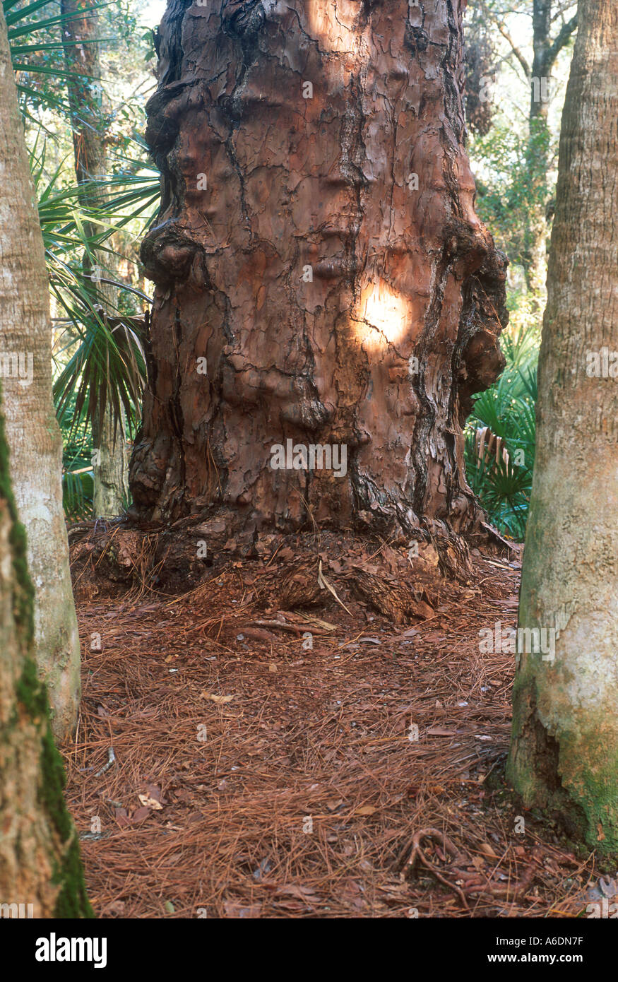Trunk of the largest slash pine Pinus Elliottii tree in the world Oslo ...