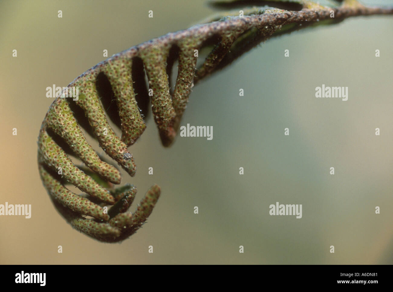 resurrection fern Polypodium polypodioides shriveld from drynee reopens ...