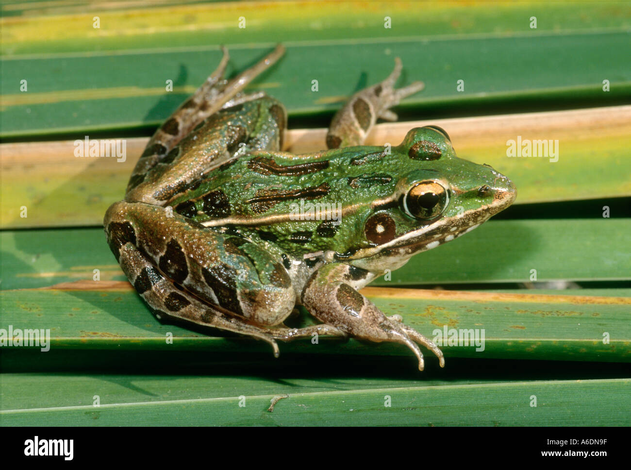 Southern leopard frog Rana Uticularia South Florida wildlife frogs ...