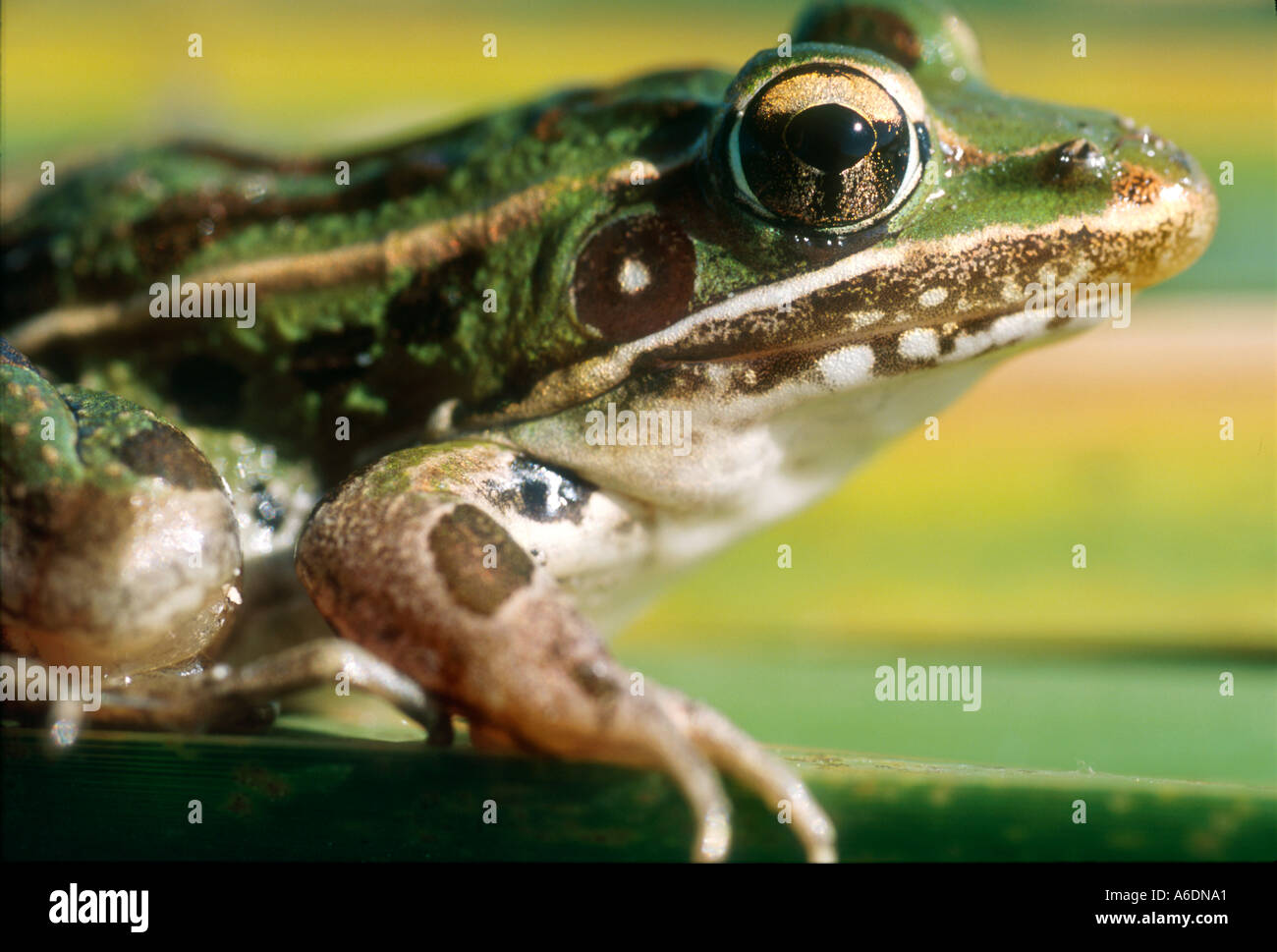 Southern leopard frog Rana Uticularia South Florida wildlife frogs ...