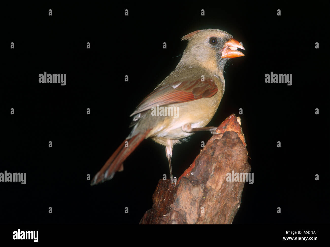 Northern cardinal Cardinalis cardinalis South Florida wildlife birds ...