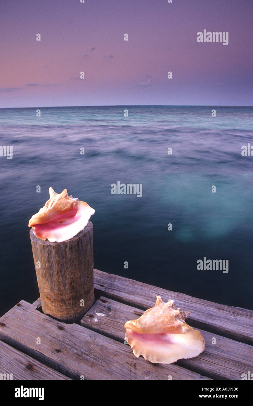 Conch shells on pier Tobacco Caye Belize Stock Photo - Alamy