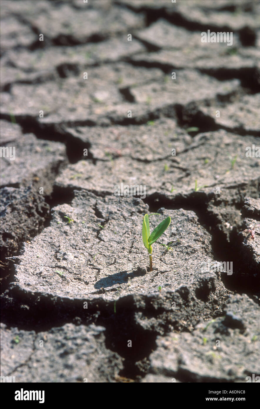 Dried cracked earth with emerging new plant Drought in South Florida ...