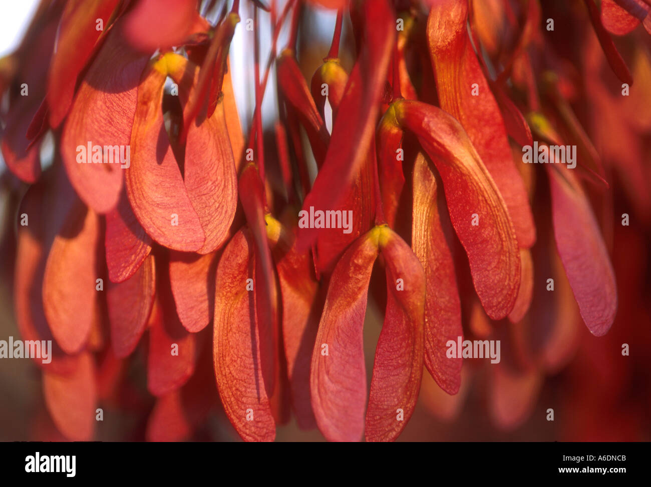 red maple Acer rubrum seeds Stock Photo - Alamy
